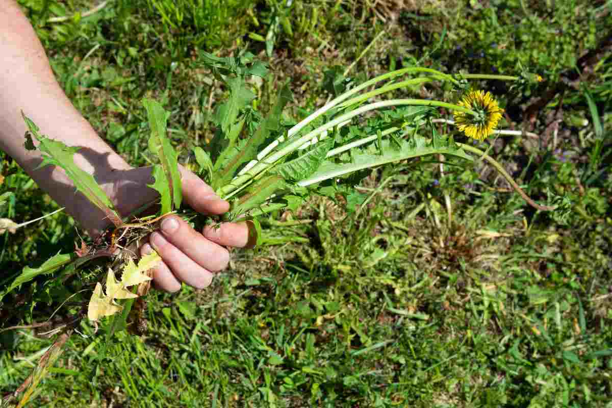Elimini le erbacce nel tuo giardino grazie a un alimento che tutti ...